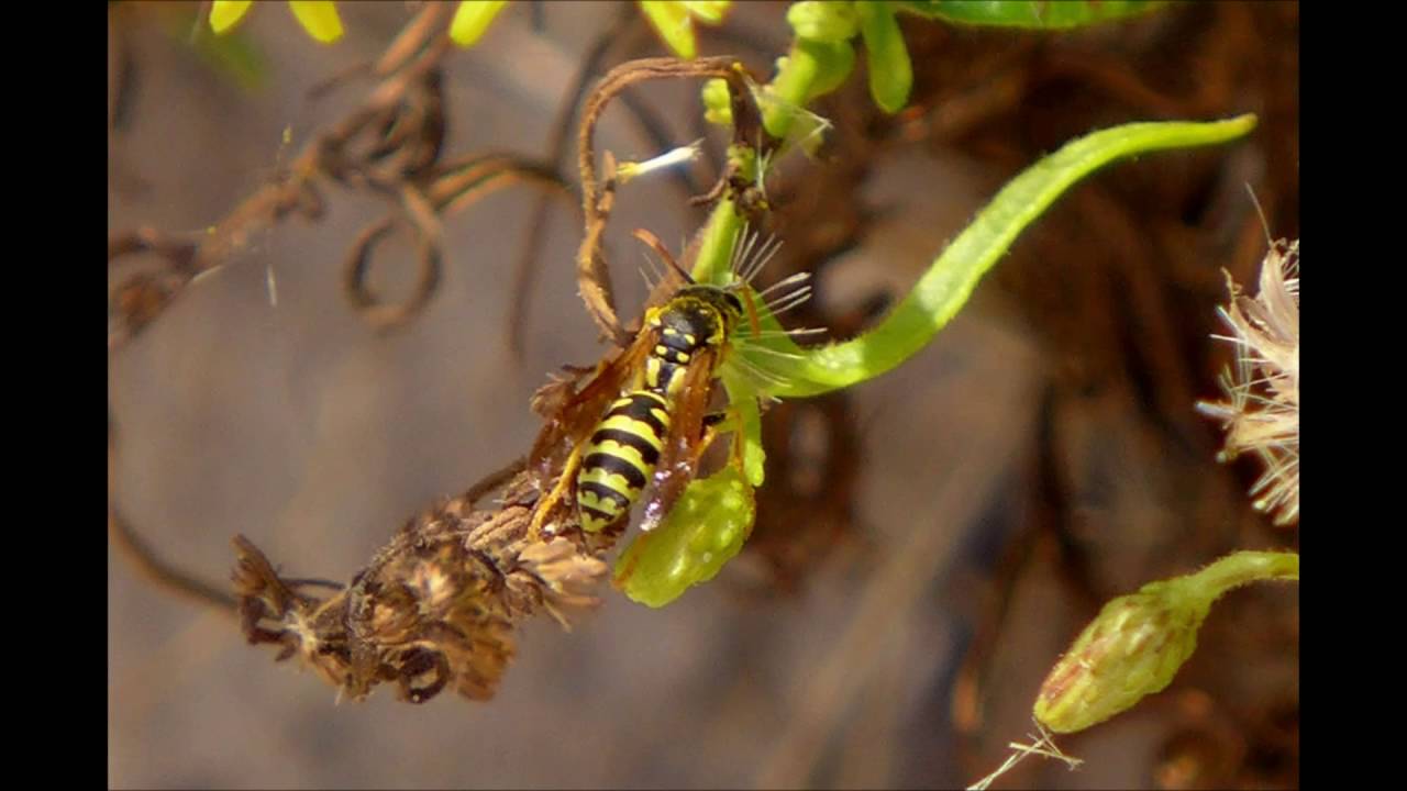 Paper wasp - Papierwesp - YouTube