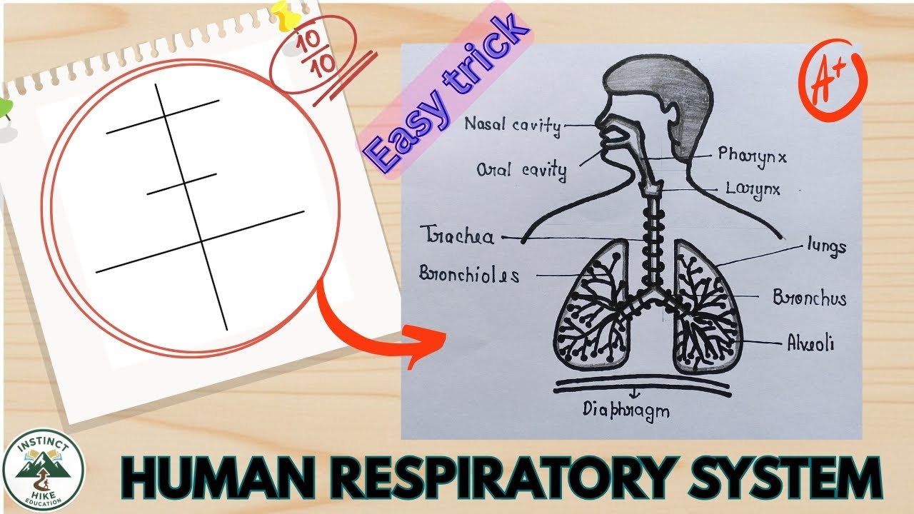 How to draw human respiratory system with easy trick#मानव श्वसन तंत्र ...