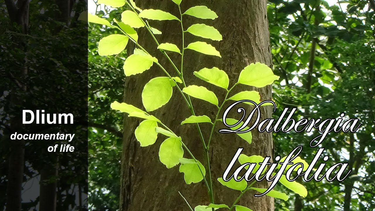 Indian Rosewood Dalbergia Latifolia Part 1 YouTube