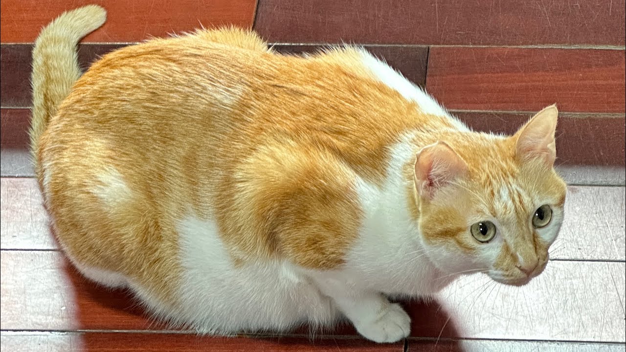 跟橘子玩～2024/12/22 - YouTube