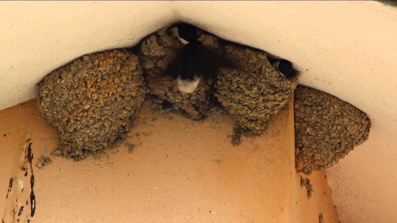 Le rondini litigano per accaparrarsi un nido equo-canone. - YouTube