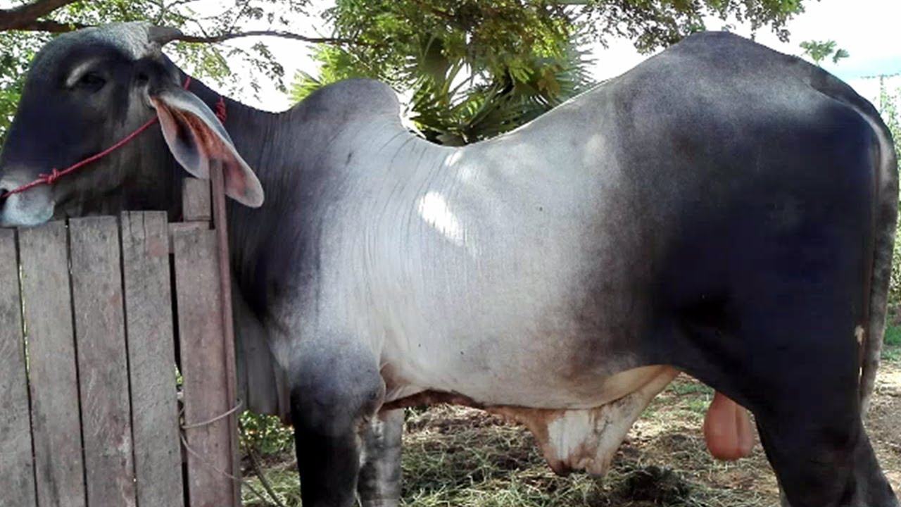 Wow! Amazing Big Cow - Cambodia Big Cow - YouTube