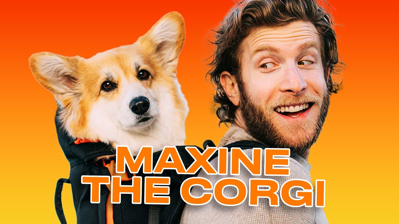 Maxine The Corgi: From Instagram To Global Brand @madmax_fluffyroad ...