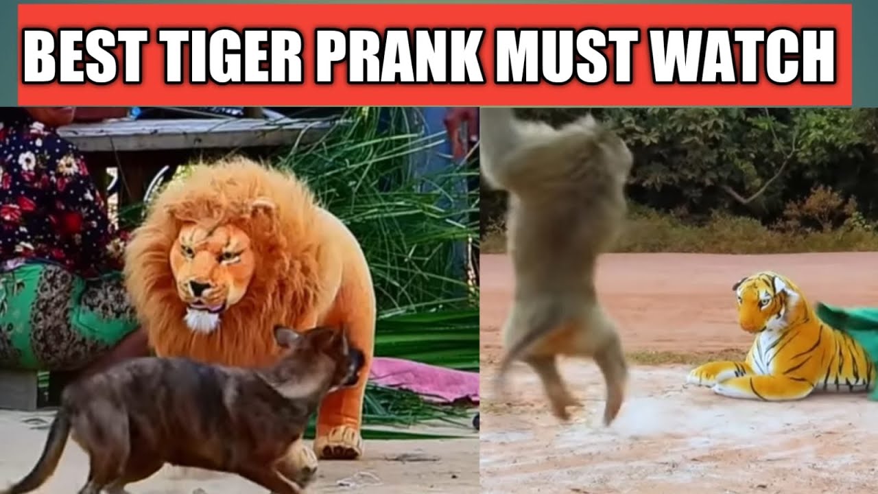 Fake tiger prank dog | fake tiger prank funny video | fake tiger prank ...