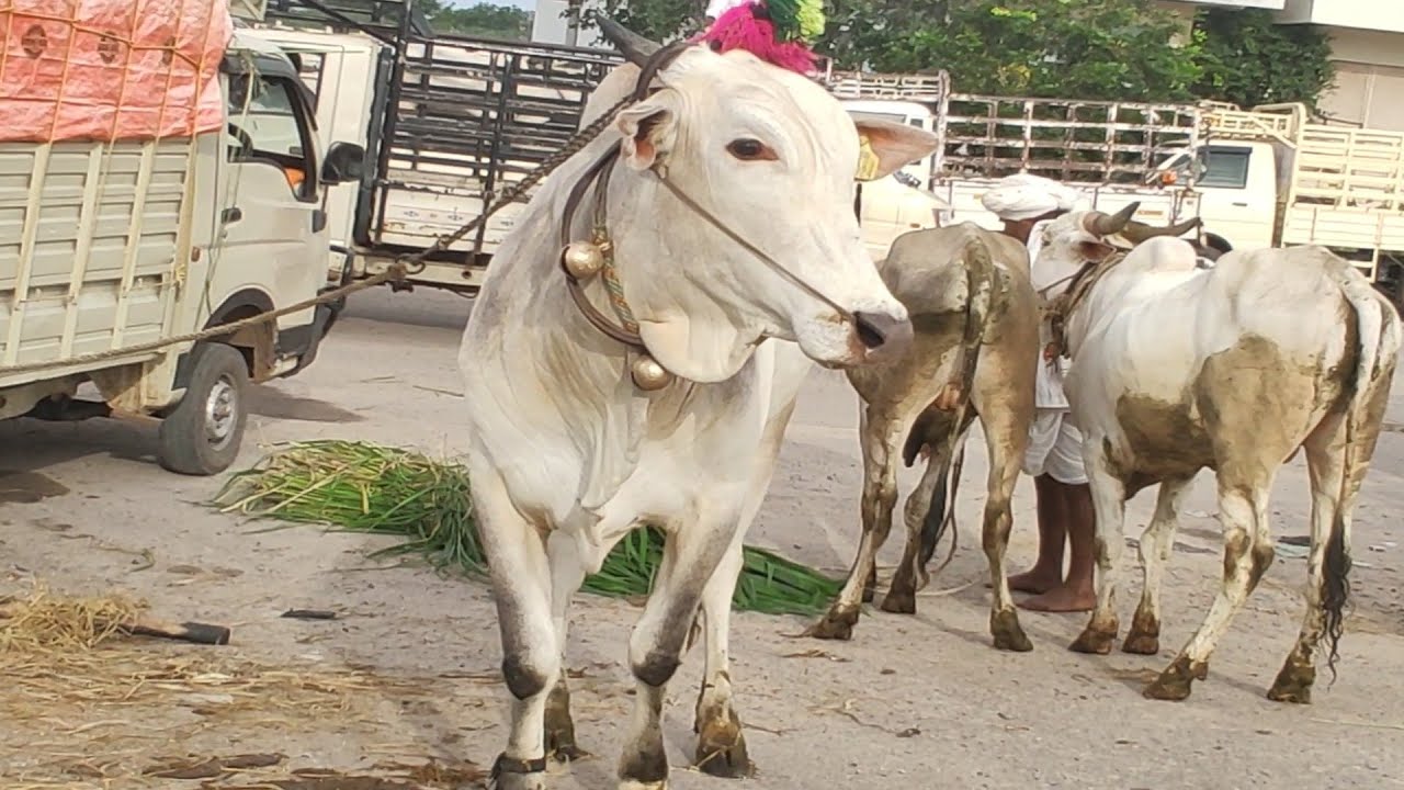 High speed active khillar bull Devdurga - YouTube
