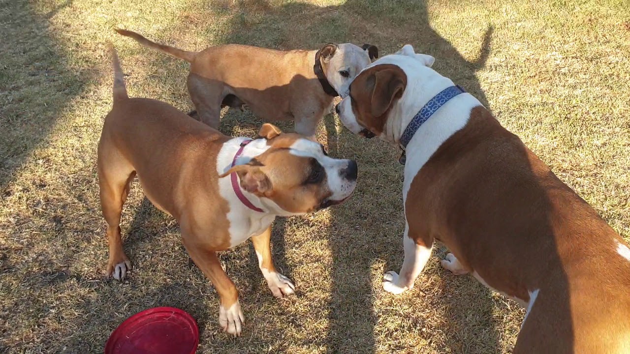 Our staffy kids play fighting ! - YouTube