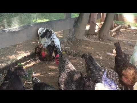 Rooster mating
