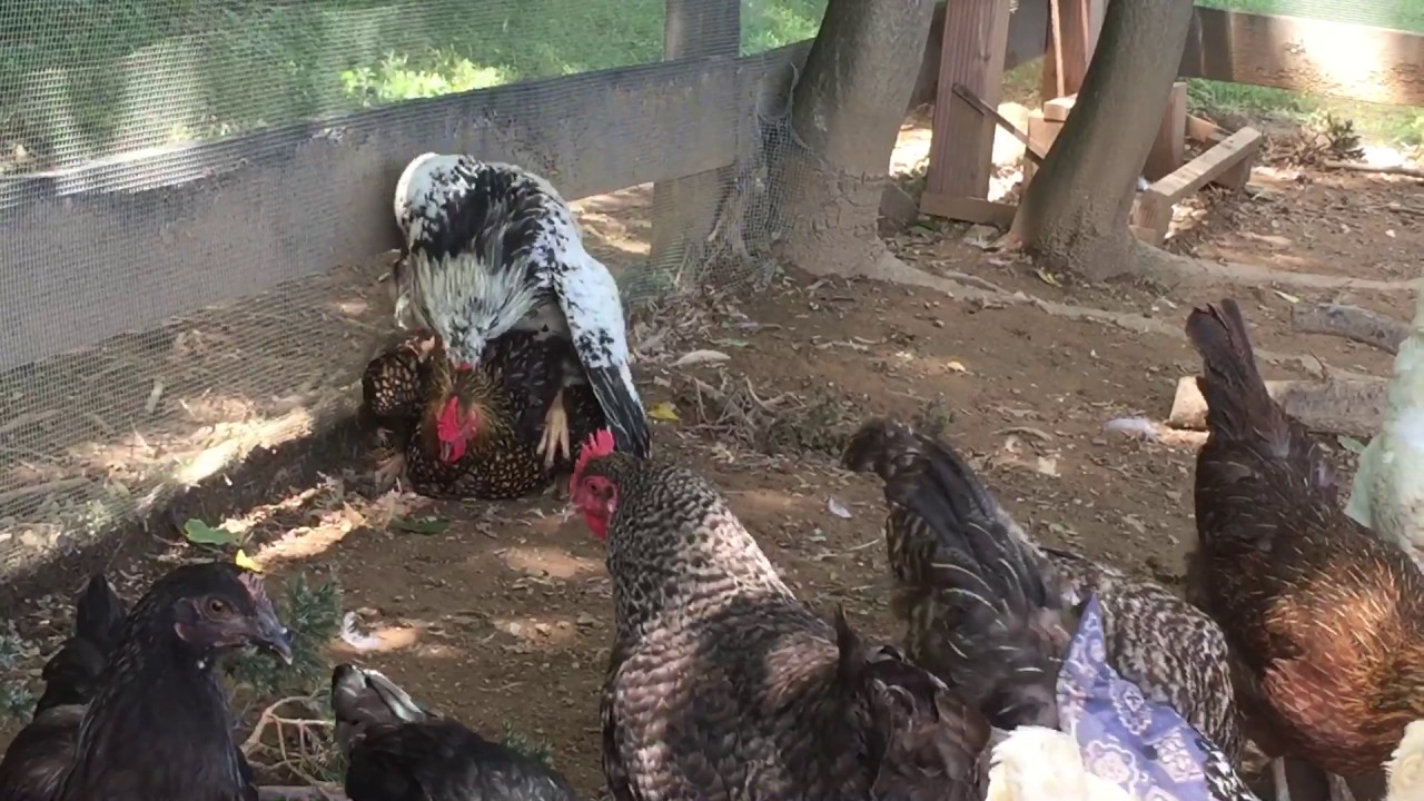 Rooster mating - YouTube