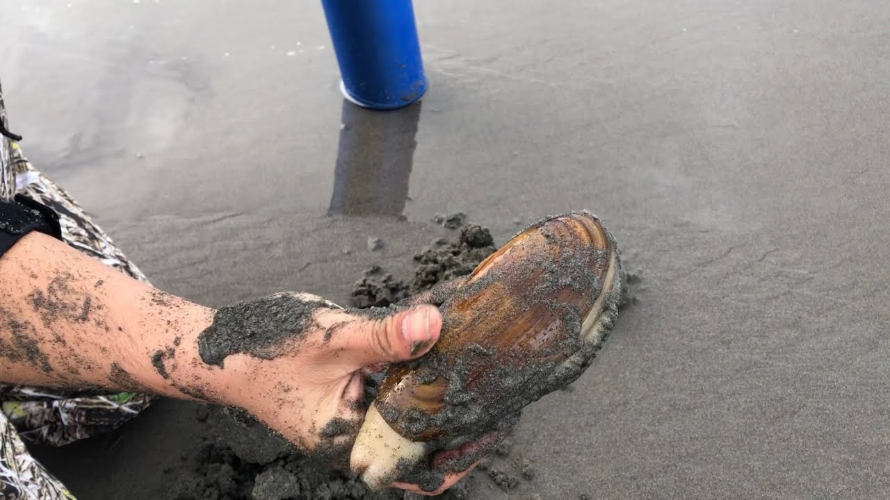 How to Find and Dig Razor Clams - YouTube