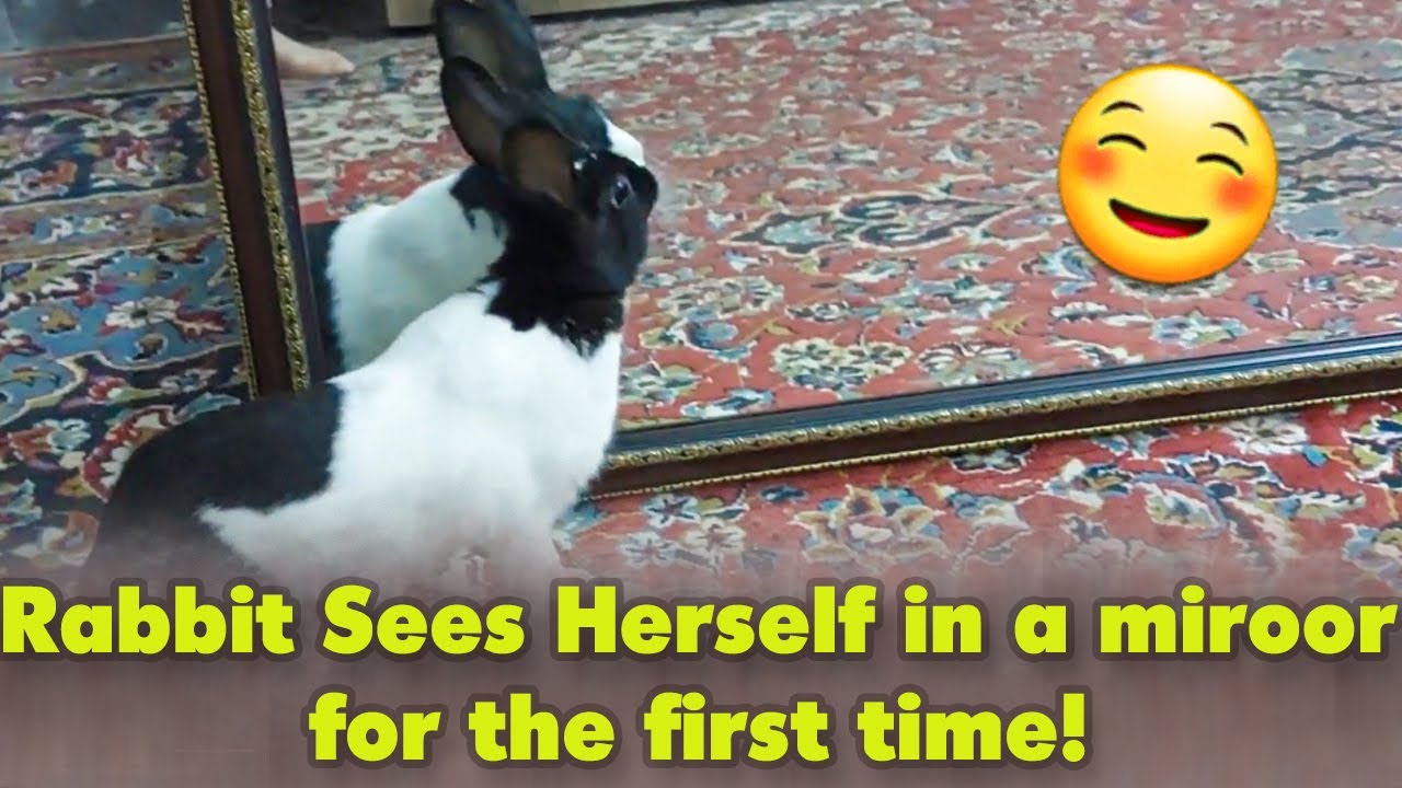 #rabbits #bunnies Rabbit : Rabbit sees herself in a mirror for the ...