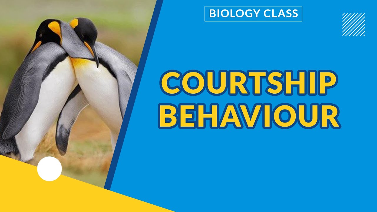 COURTSHIP BEHAVIOUR | REPRODUCTIVE BEHAVIOUR | BIOLOGY | EXAMGUIDE ...