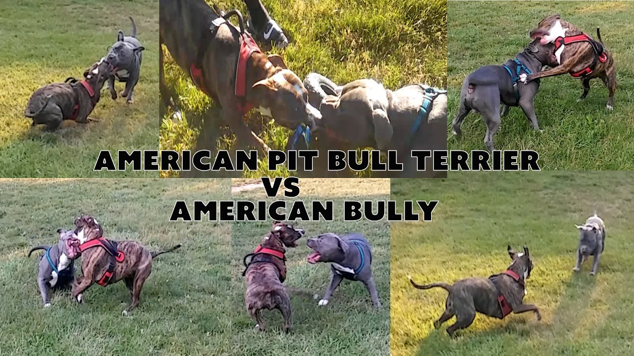 American Pit Bull Terrier VS American Bully - NyiDro Bloodlines - YouTube