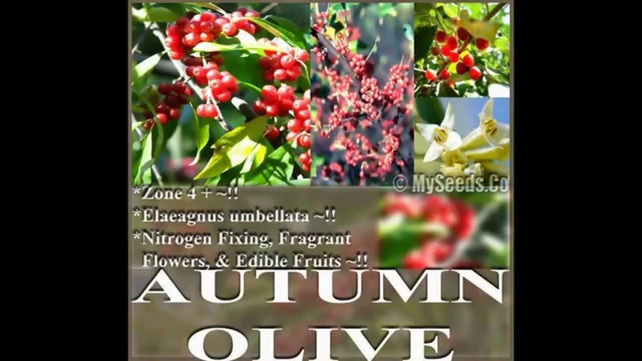 AUTUMN OLIVE - Elaeagnus umbellata - AKA Japanese Silverberry Seeds on ...