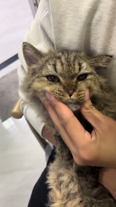 可爱可不是被你任意摆布的资本 猫：好像没有很高兴 小猫咪怼脸杀视频 猫咪的不服全写在脸上 Youtube