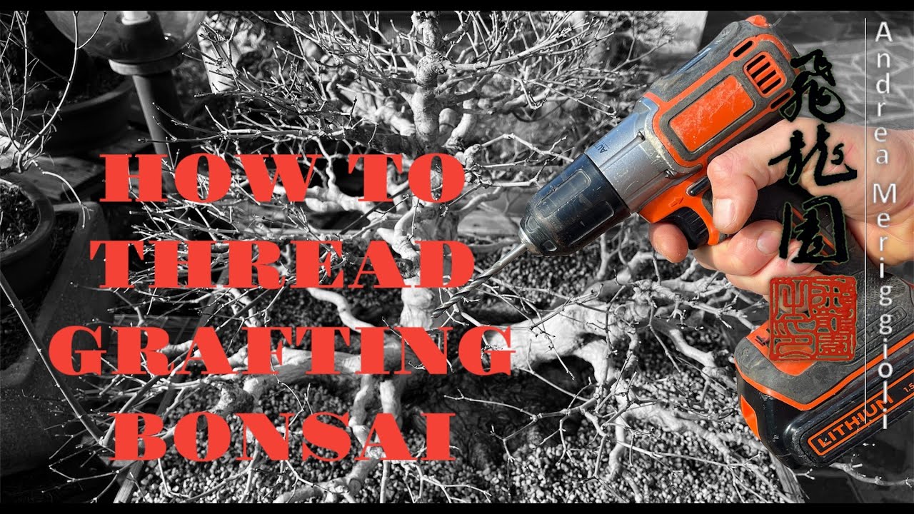 How to thread grafting bonsai: all what you need to know! - YouTube