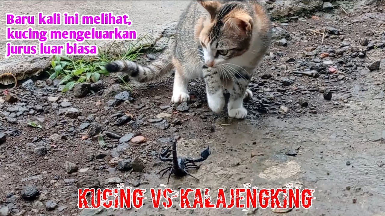 Pertarungan sengit KUCING vs KALAJENGKING @Sagita54Official - YouTube
