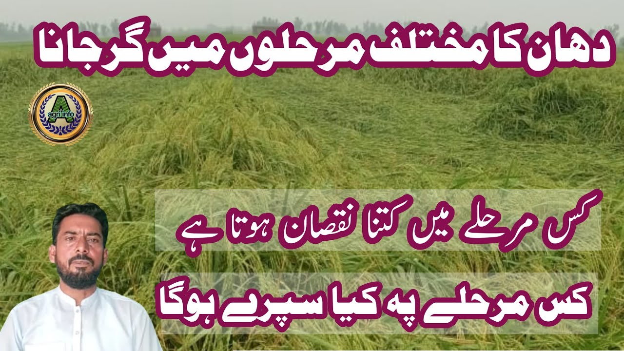 How to recover rice crop after lodging due to rain. - YouTube