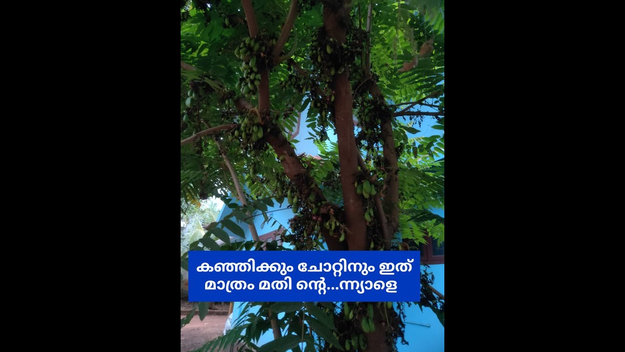ഓർക്കാപുളി (ഇരുമ്പൻ പുളി )വേസ്റ്റാക്കി കളയല്ലേ മക്കളെ...../Orkapuli ...