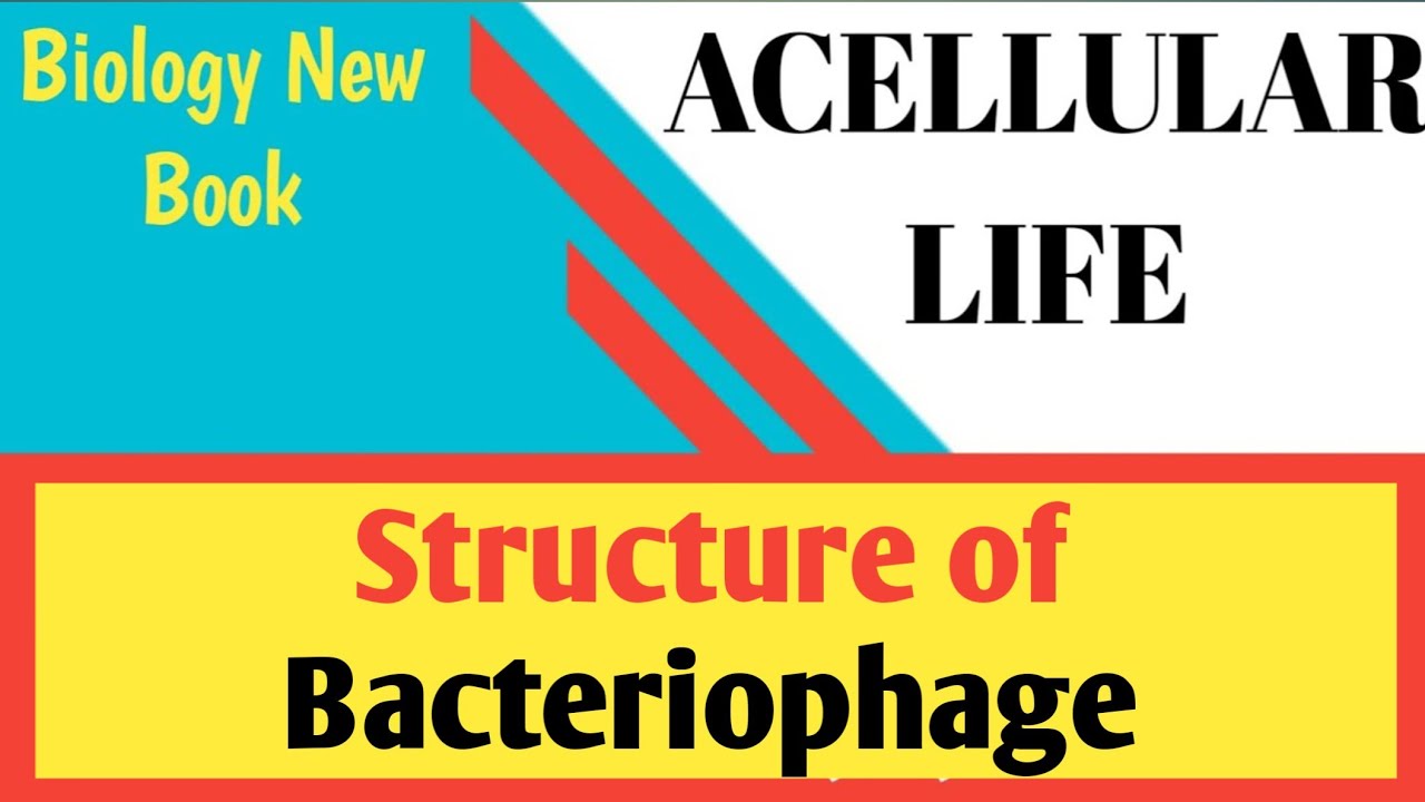 Structure of Bacteriophage | Class 11 biology chapter 5 acellular life ...