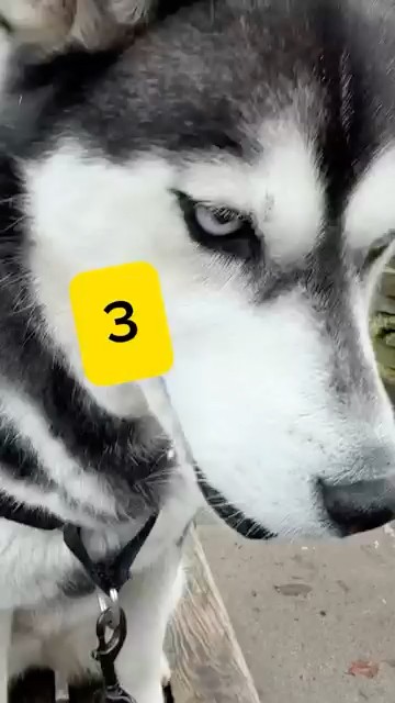 Paw Play in Action: Part 3 - Final Touches of Husky’s Transformation # ...