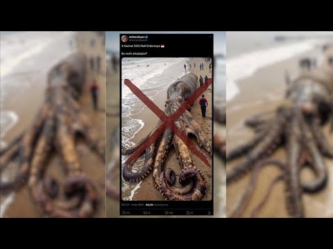 Why is the Octopus Brain So Unusual? - YouTube