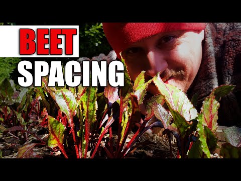 Beet Spacing 101 - Garden Quickie Episode 55 - YouTube