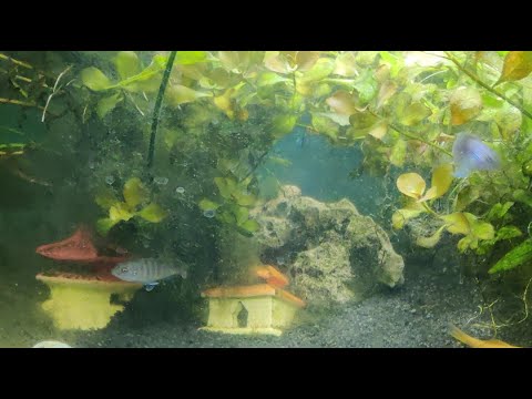 planted tank ecosystem 😍 - YouTube