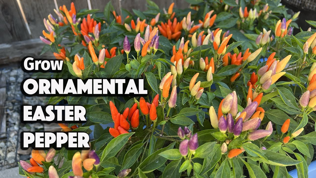 How to Grow Ornamental Peppers from Seed in Containers | Easter Peppers ...