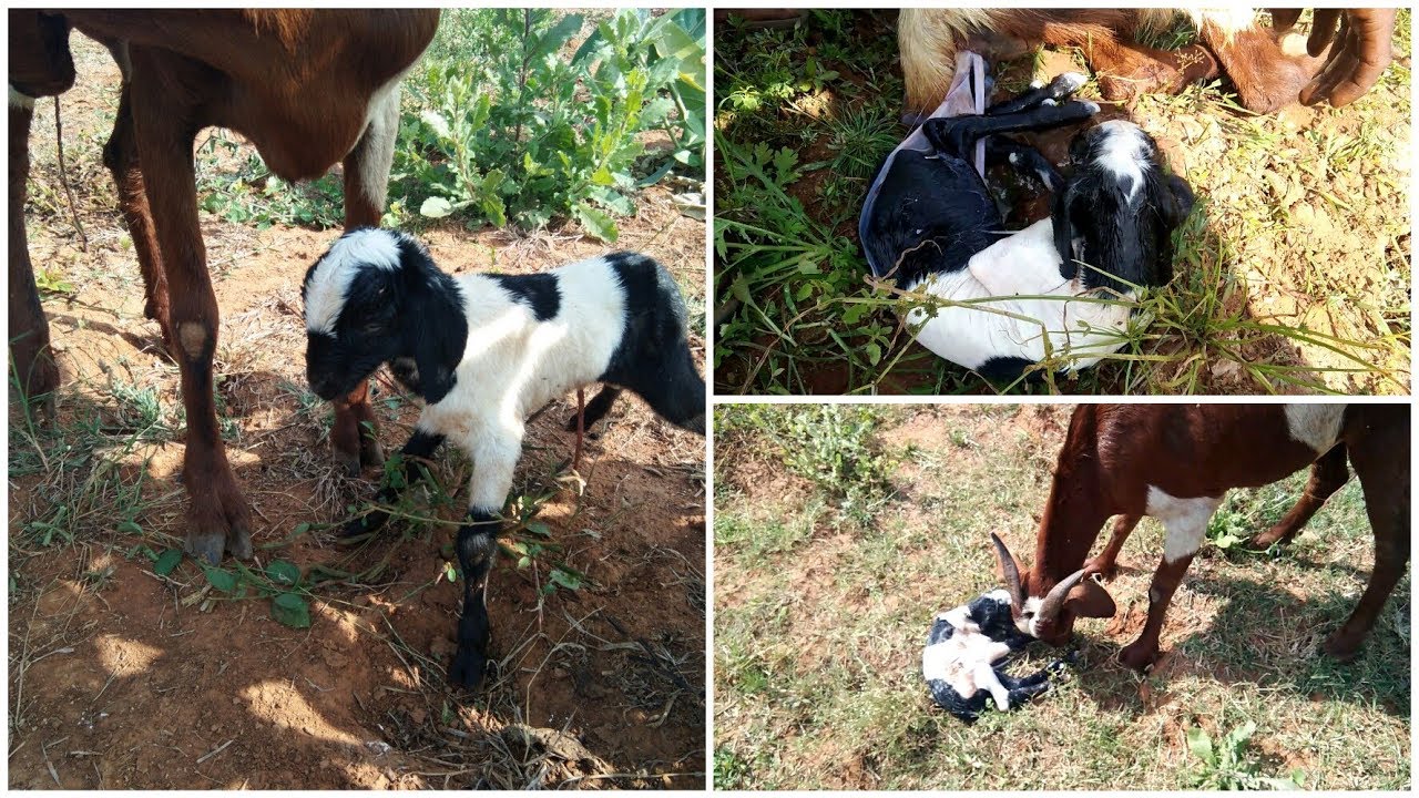 Absolutely amazing goat delivery start to finish to farm - YouTube