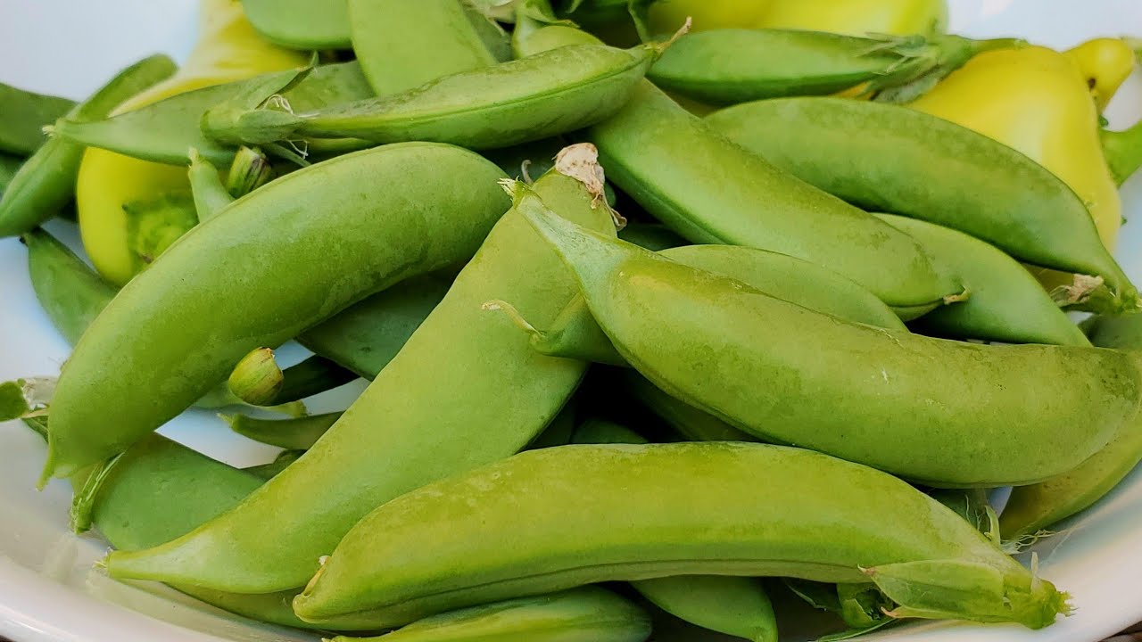 How to grow Peas at home - from seed to harvest - YouTube