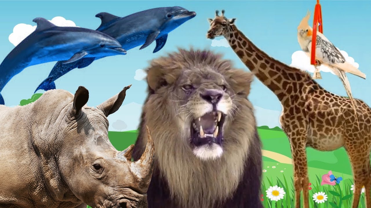 CUTE ANIMALS - DOLPHIN, GIRAFFE, LION, RHINOCEROS, PARROT - ANIMAL ...