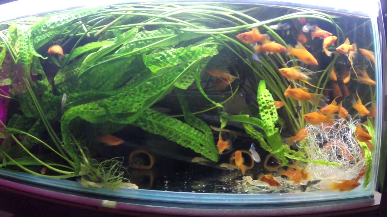 Swordtails,platies and hybrids...a severe sellection should be done ...