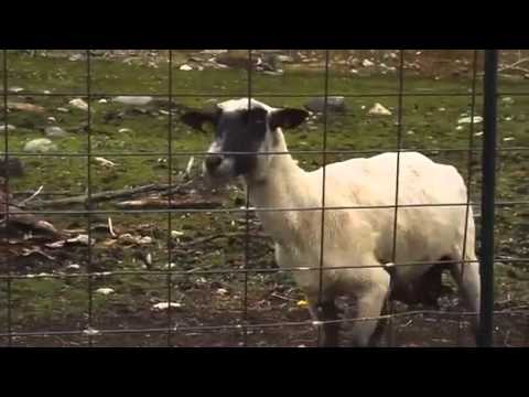 İLGİNÇ BİR KOYUN SESİ... D   Facebook ..