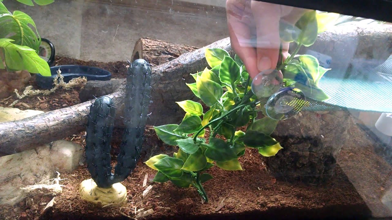 skink or swim how to fire skink care - YouTube