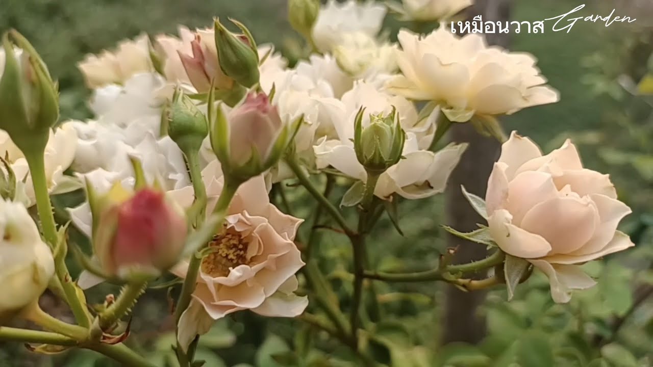 แนะนำกุหลาบทรงพุ่ม น่าปลูก ออกดอกดกเป็นพวง Aoi Otto Linna Miyako in ...