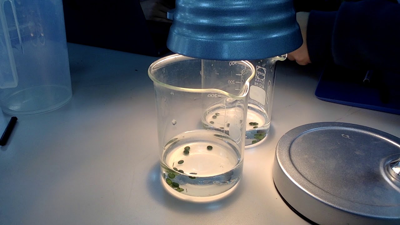Photosynthesis and Cellular Respiration Investigate Laboratory - YouTube
