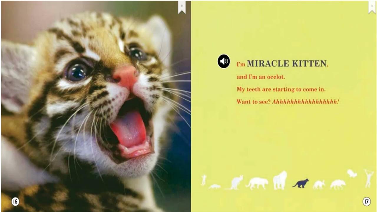 Zoo Borns! _ Wonders _ Audio - YouTube