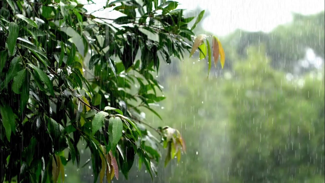 Heavy Rain in the Trees | Intense Rainstorm Sounds for Deep Sleep ...