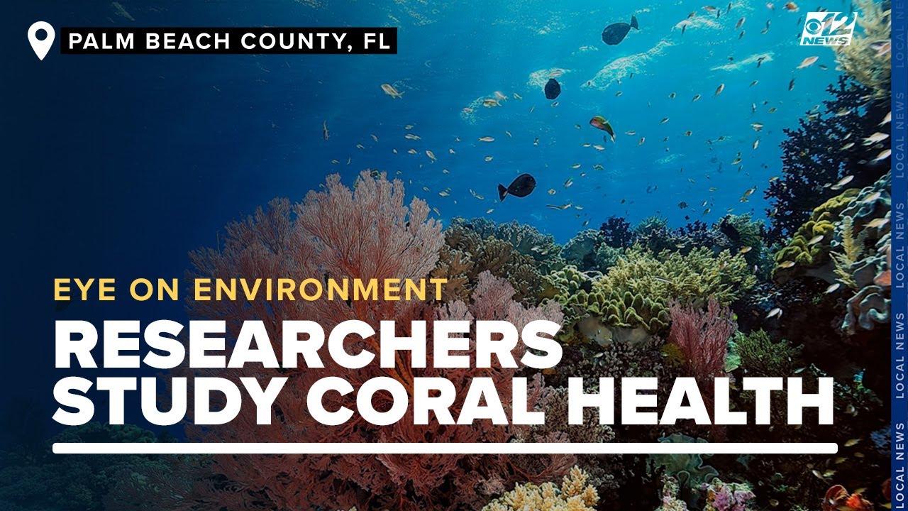 Coral Conservation: Local marine researchers study coral health to ...
