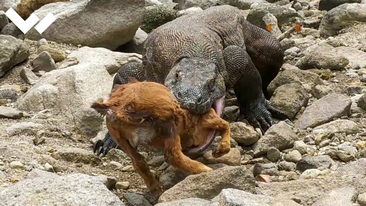 Komodo Dragon and Goat Encounter! - YouTube