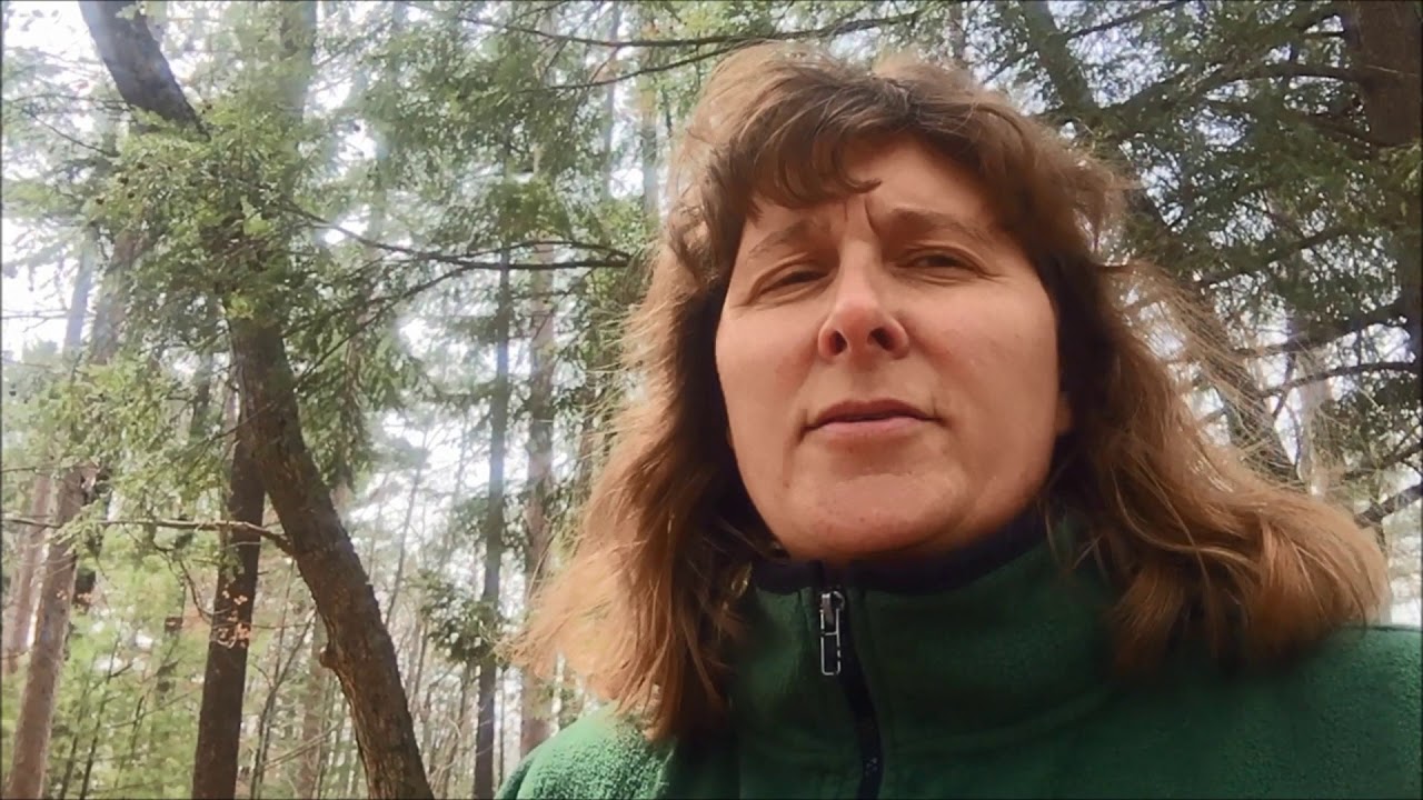 Nature Glance-Tree Suds - YouTube