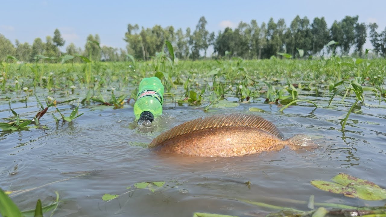 Plastic Bottle Fish Trap - Best Hook Fishing 2024 - Amazing Boy Catch ...