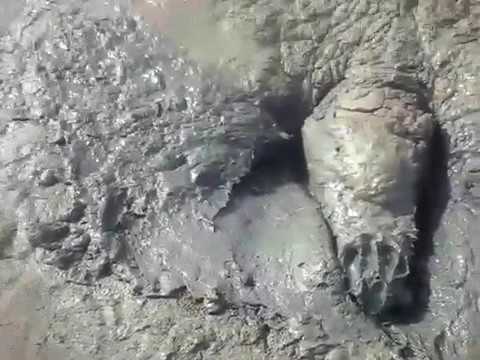 Severe Drought Threatens Caimans in Paraguay's Pilcomayo river - YouTube