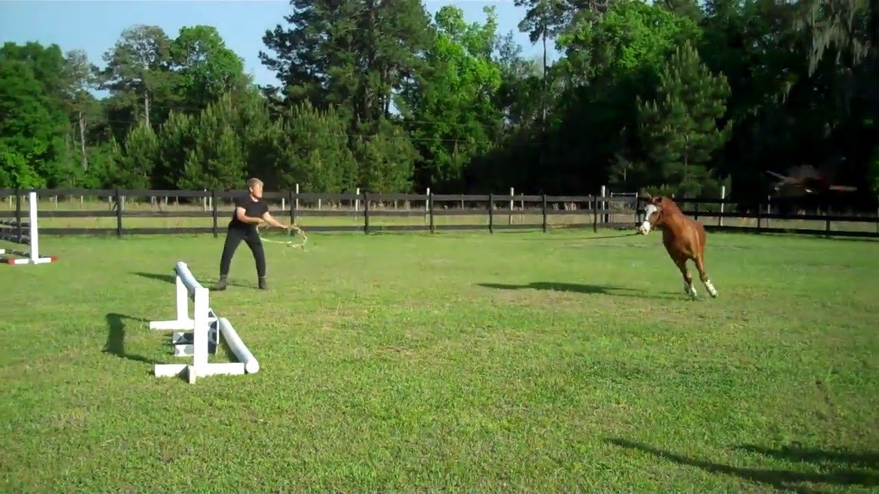 Sec A Welsh Pony Stallion Equiis Purple Mountain Majesty Lunging Arena ...