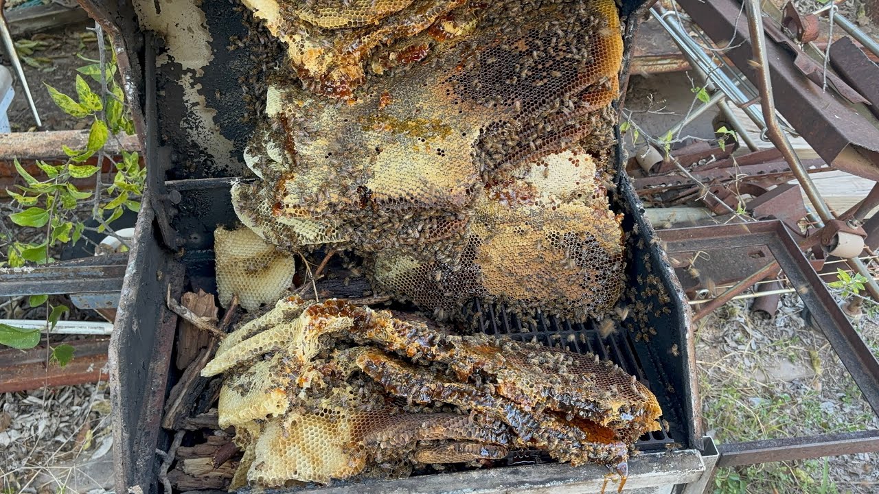Smoked Honey? Bee removal from barbecue pit - YouTube