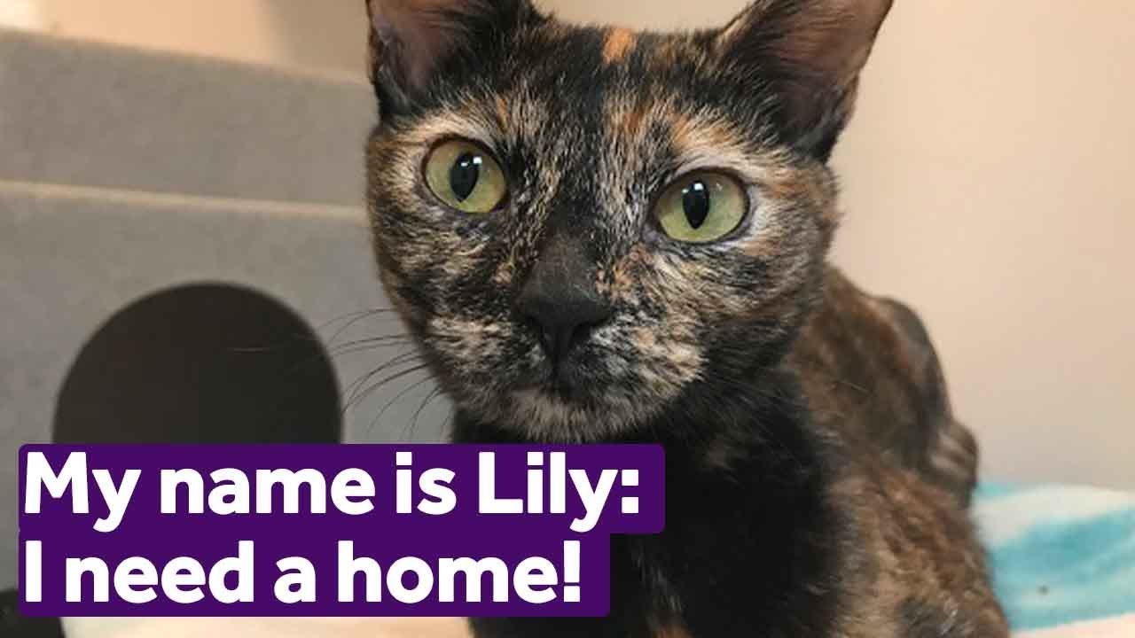Adopt Lily | Cats | Mayhew - YouTube
