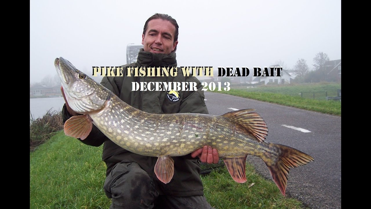 Snoekvissen met dood aas december 2013 🟠- pike fishing with deadbait ...