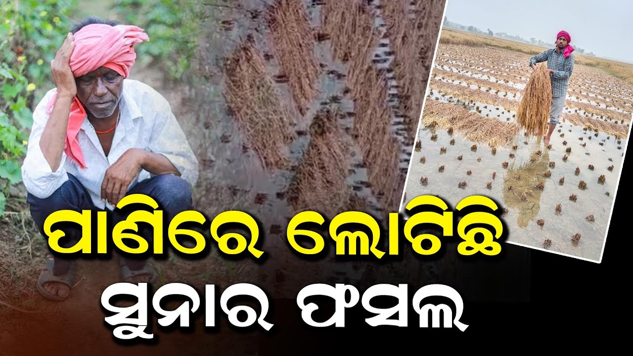 ଅଦିନିଆ ବର୍ଷା ଉଜାଡ଼ିଲା ଚାଷୀଙ୍କ ଭାତ ହାଣ୍ଡି | Heavy Rain | Puri | Nimapada ...