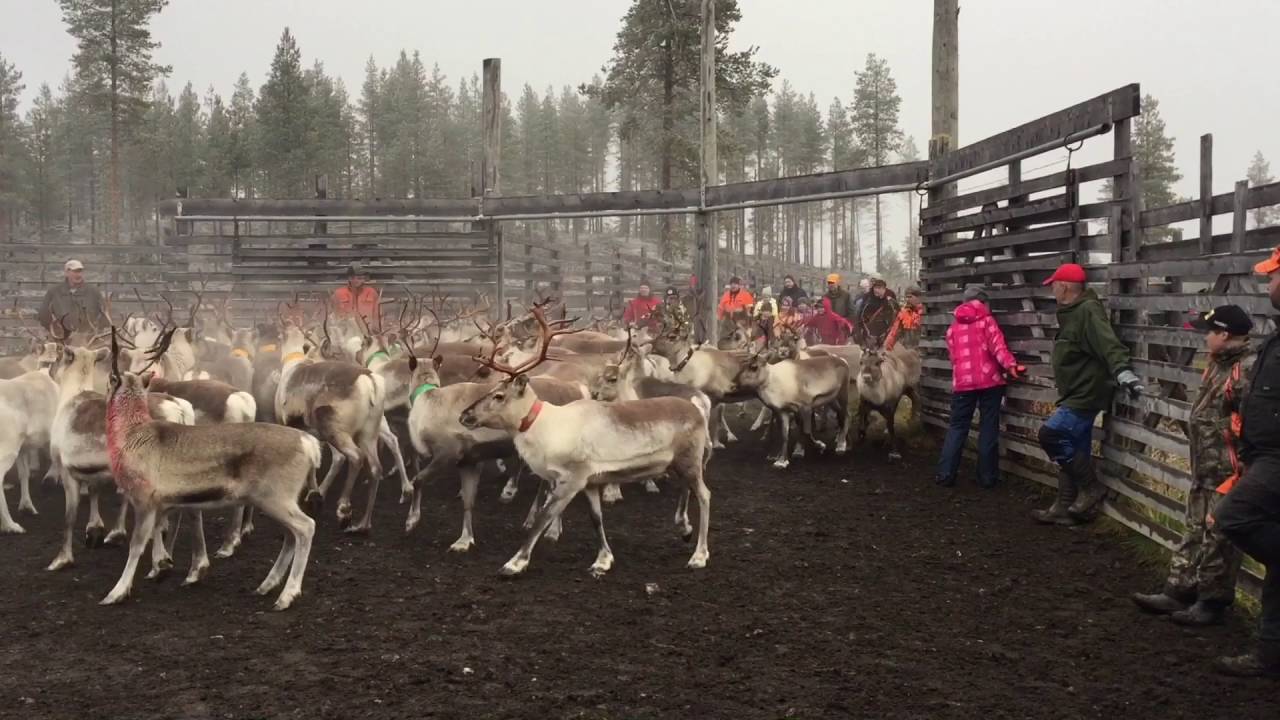 Reindeer round-up in Tuohivaara, Salla, Finland - Poroerotus ...