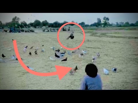 Pakistani kabutar fancy kabootar pet pigeons competition kabutar Kara ...